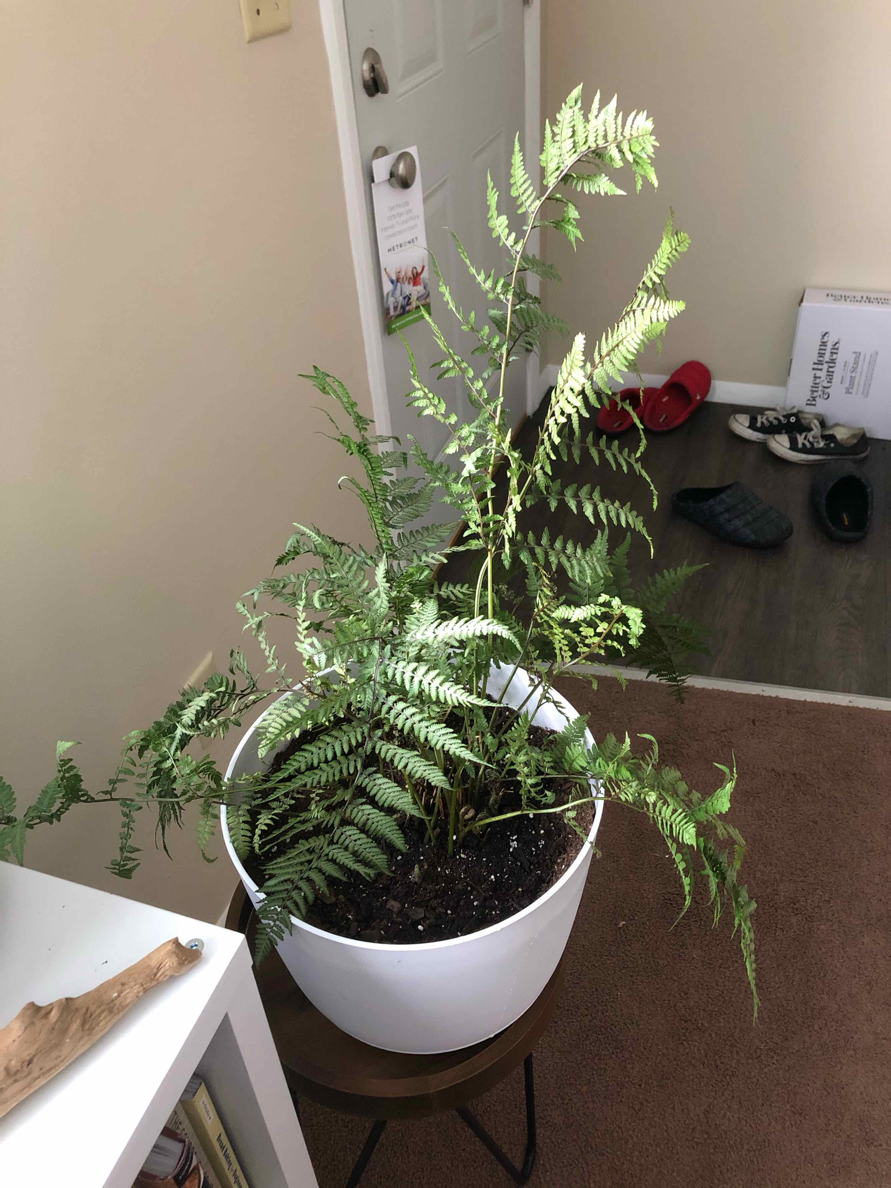 Why Are There Brown Spots on My Japanese Painted Fern?