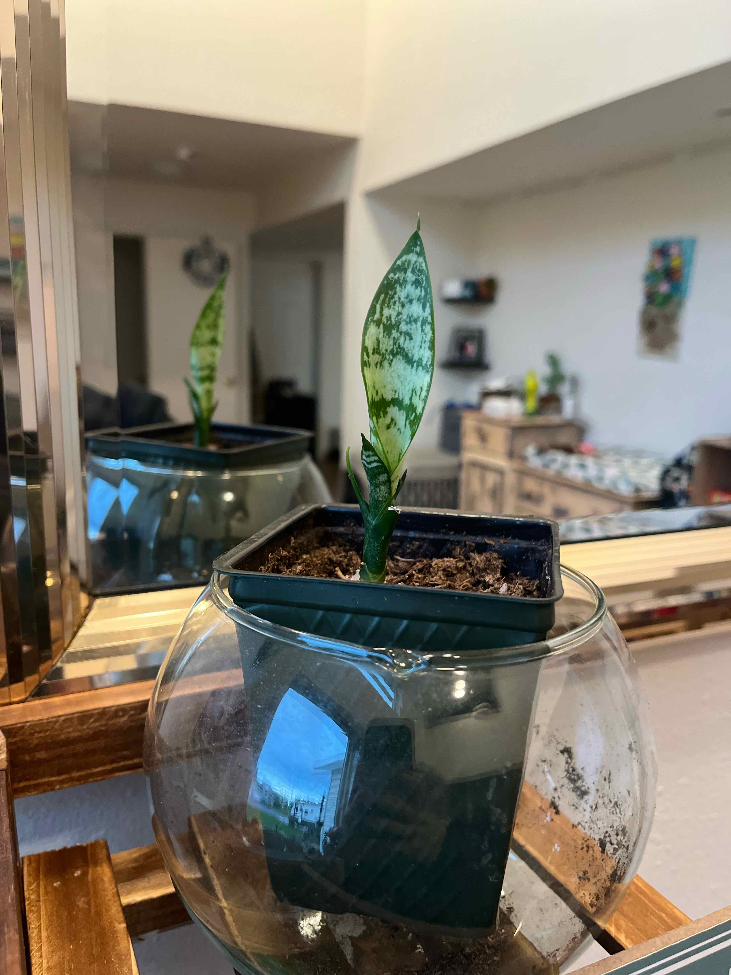 🐍 Should I Repot My Jaboa Snake Plant And If So, How?