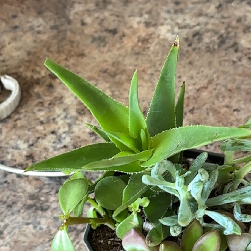 Taylor Swift | A plant by @BonusCoralpea on Greg