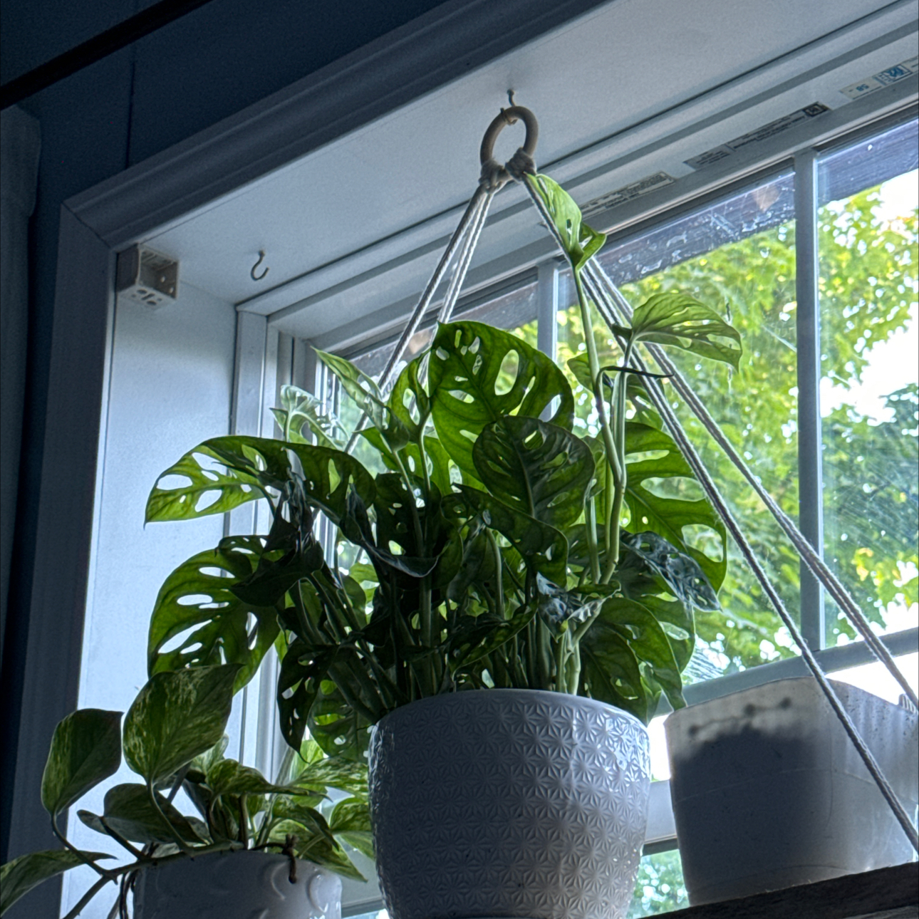 Homer | A plant by @ProfoundBaybean on Greg