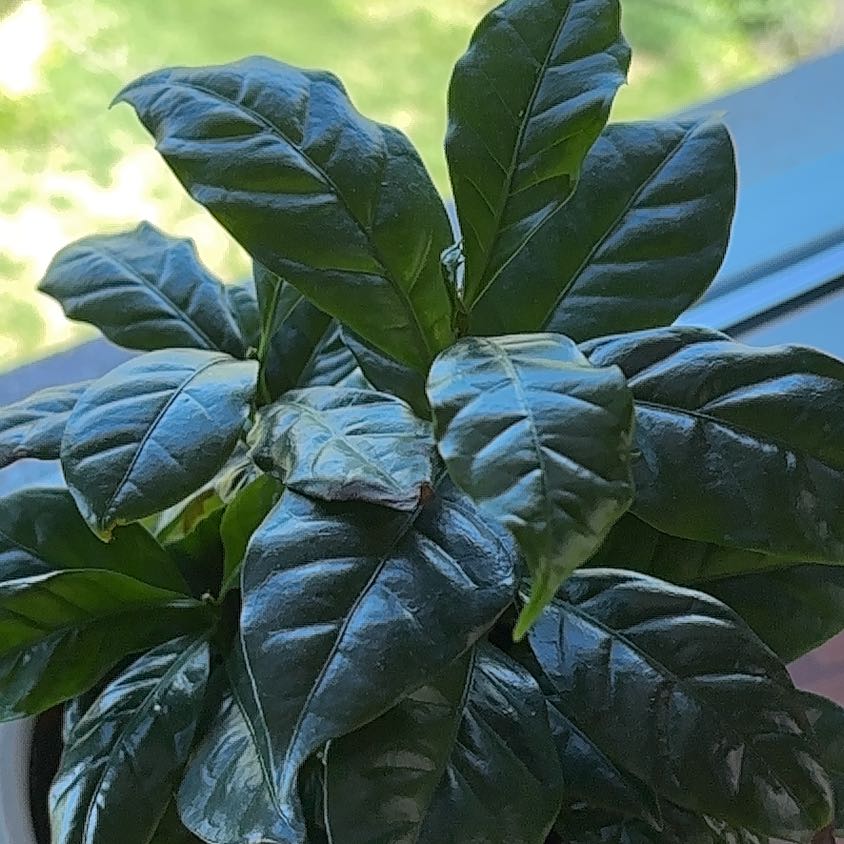 Ari | A plant by @DirectWingfern on Greg