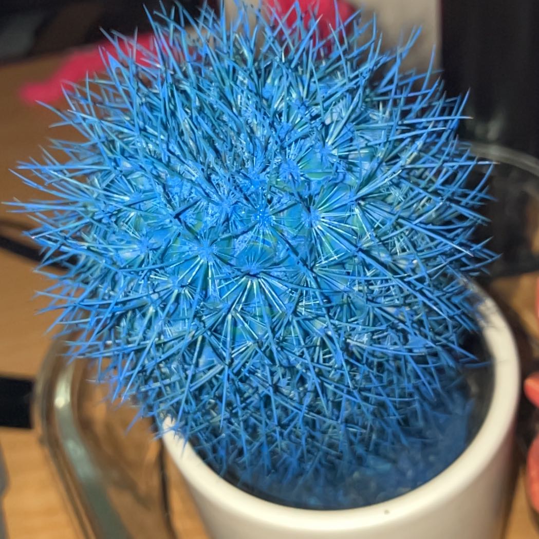 Cactus Care 101: Water, Light & Growing Tips