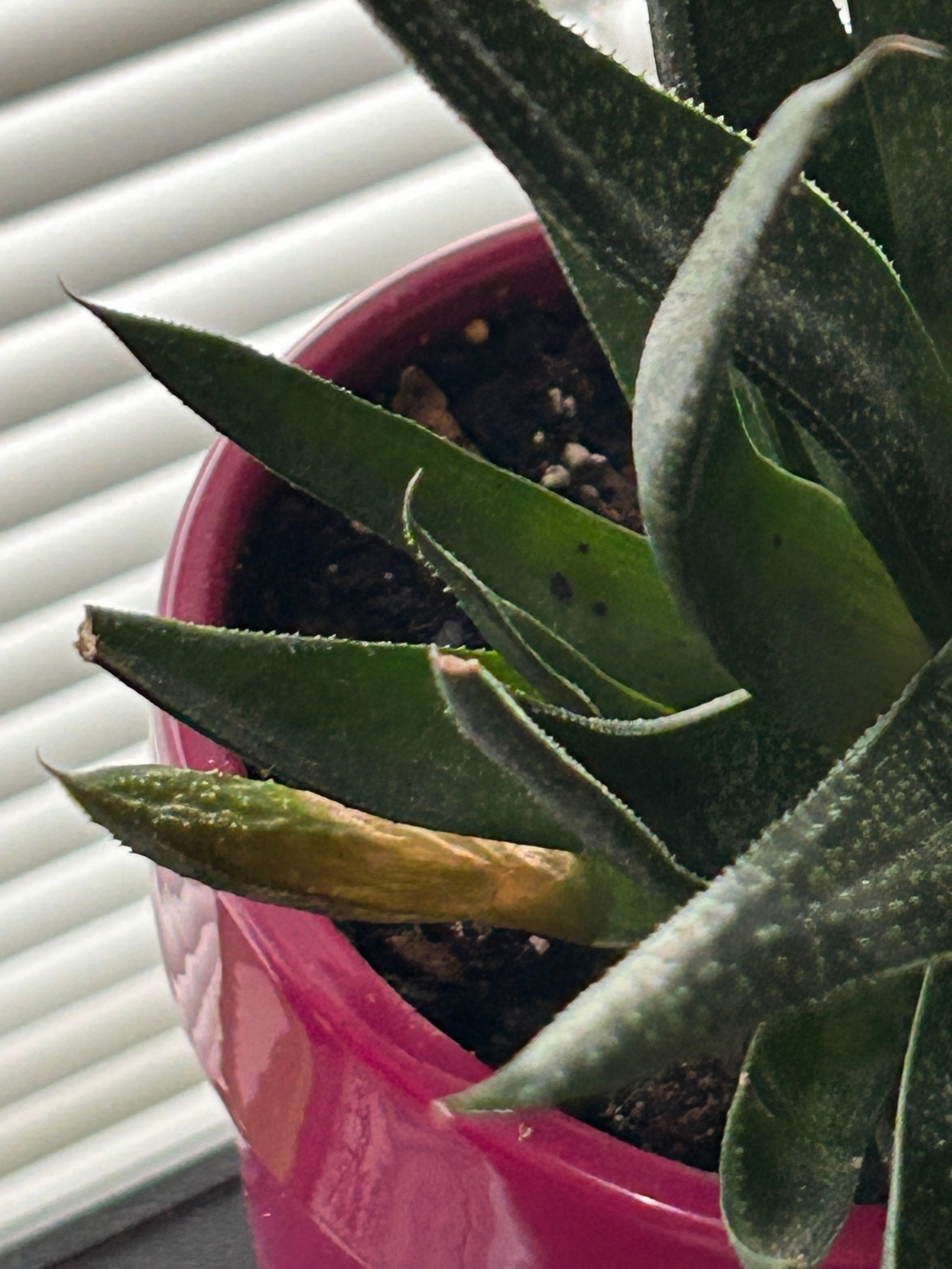 How to Care for Lace Aloe: Mastering Water, Sunlight & More