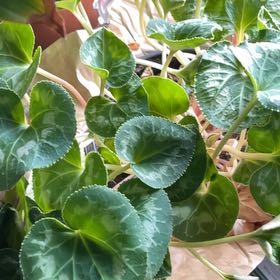 Kobe | A plant by @LargeRevolution on Greg