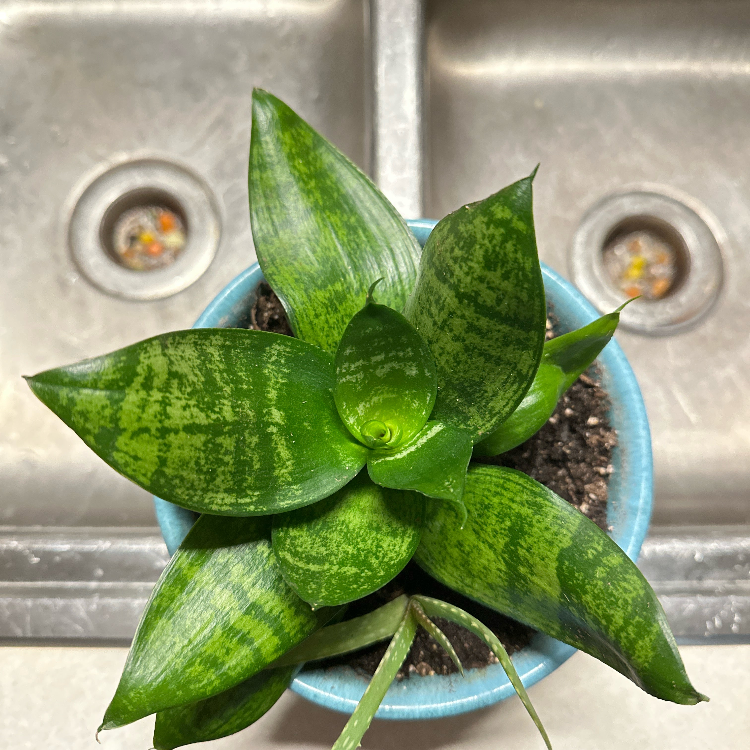 Propagating Forest Star Snake Plant: The Ultimate Guide