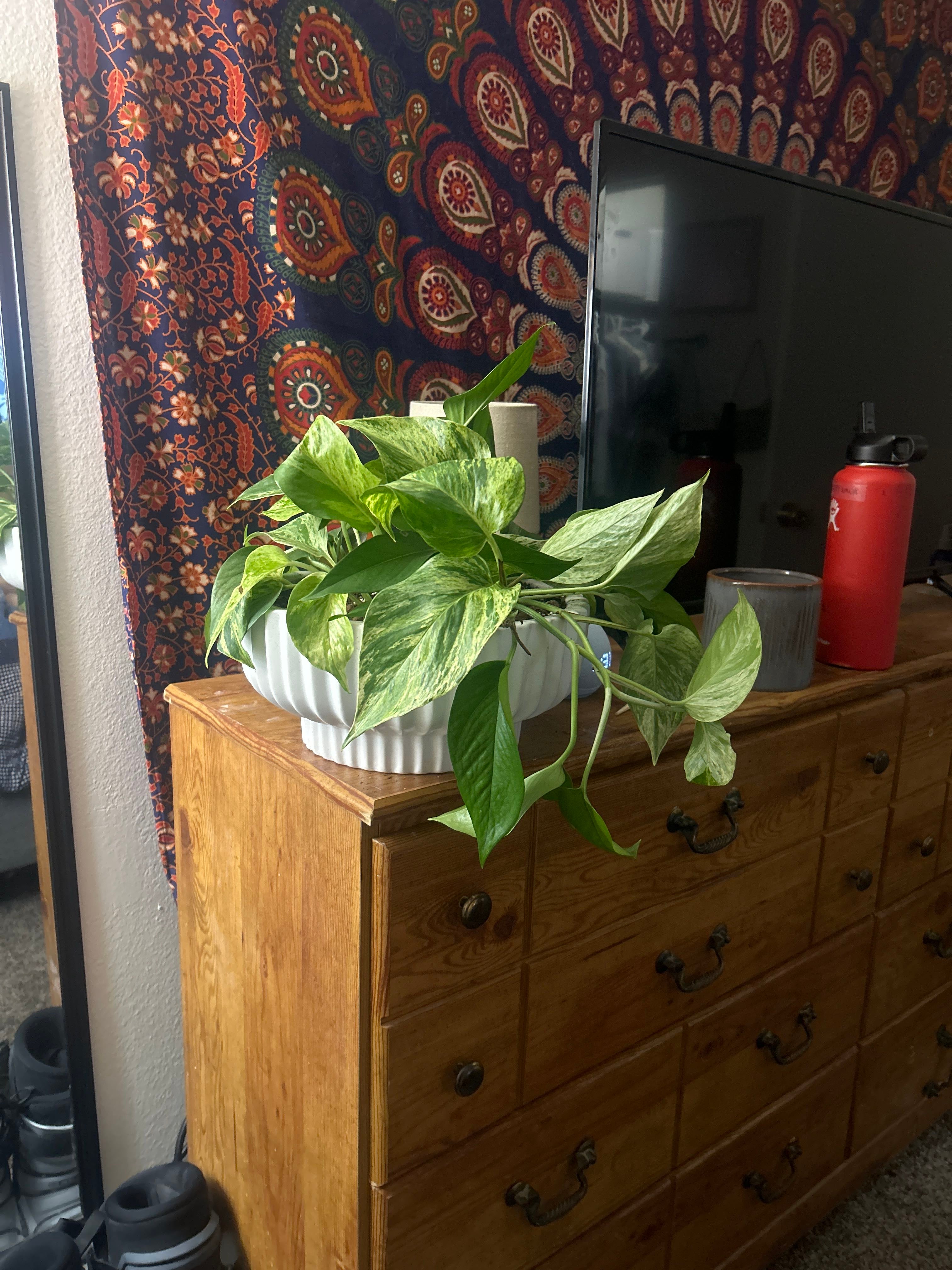 Skeleton Key Pothos Plant Care: Water, Light, Nutrients | Greg App 🌱