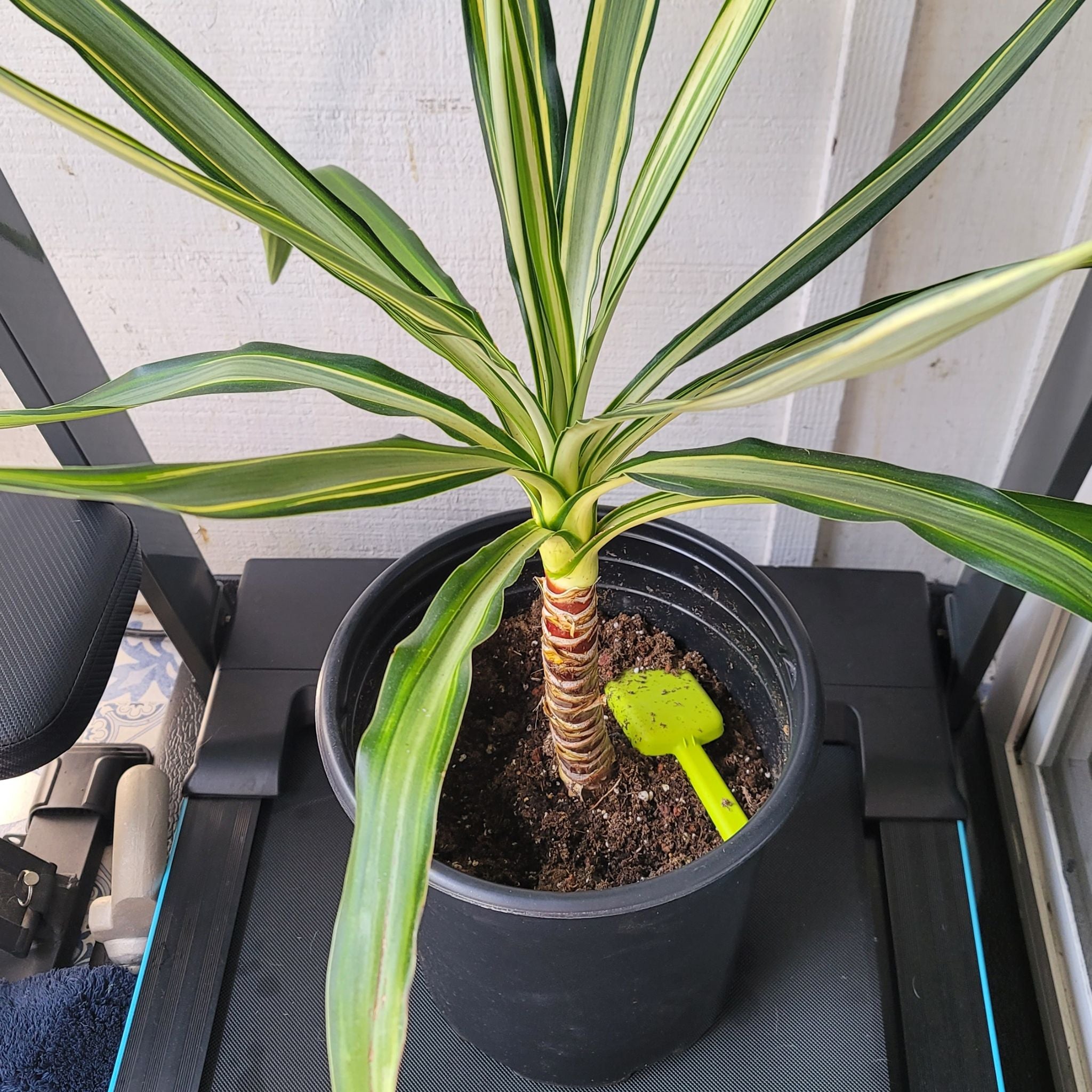Yucca 'Solaris' Care 101: Water, Light & Growing Tips