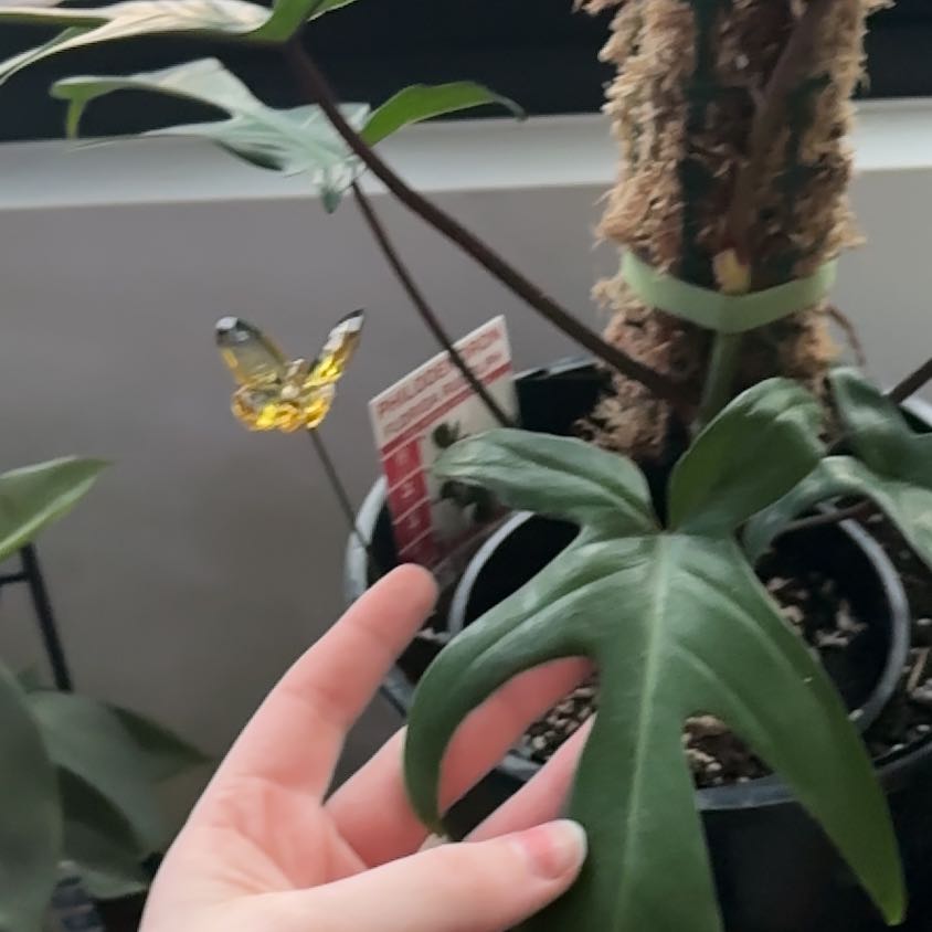 The Complete Rudolph Philodendron Plant Care Guide: Water, Light & Beyond