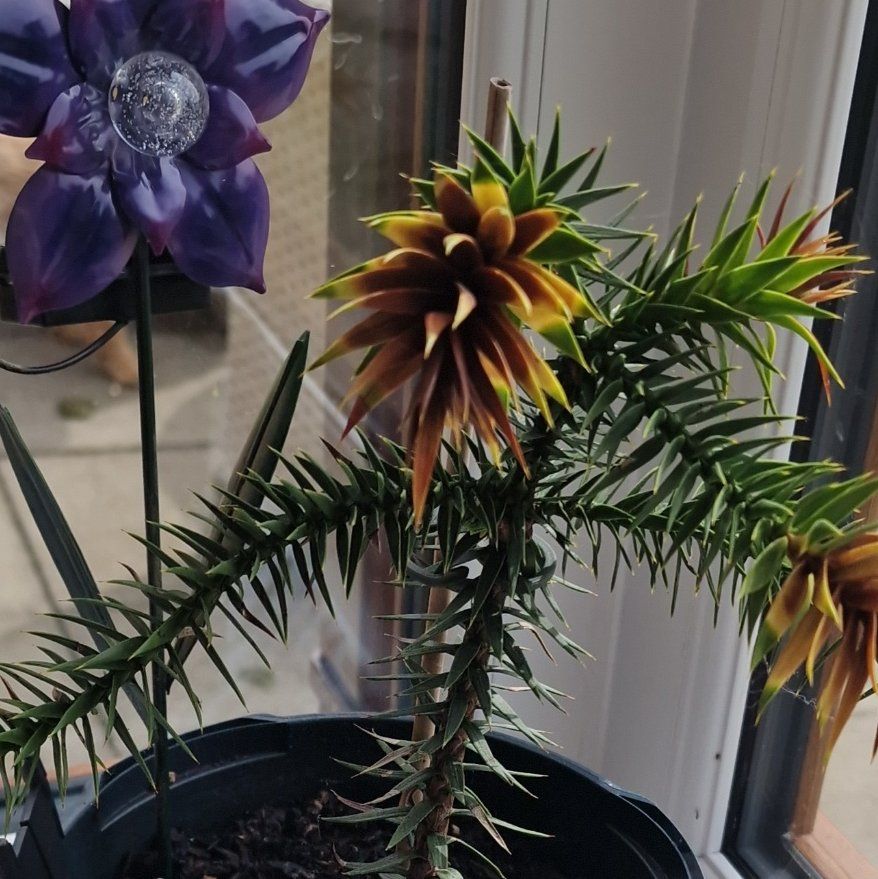 🥀 How Can You Tell If A Monkey Puzzle Tree Is Dying?