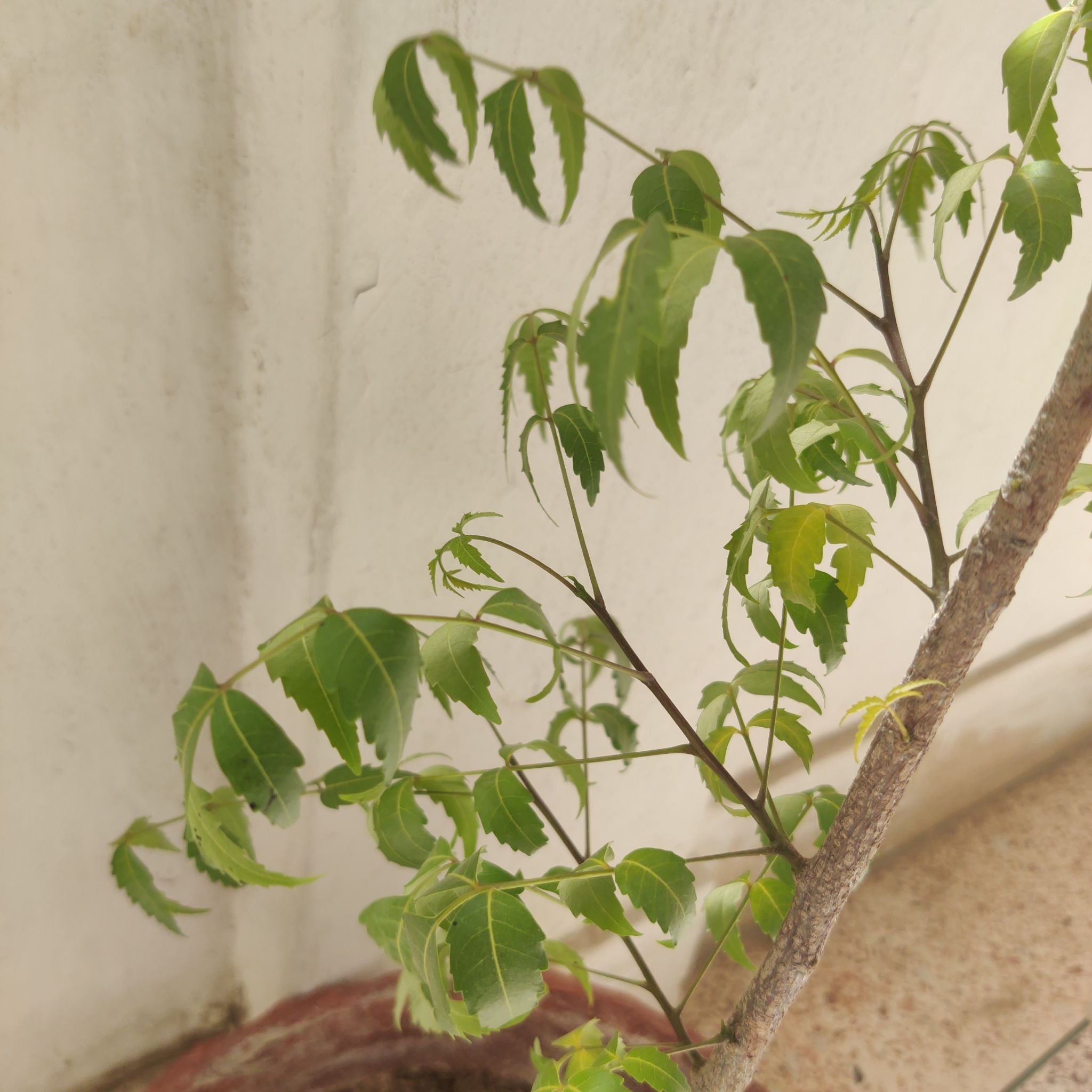 Propagating Neem: The Ultimate Guide
