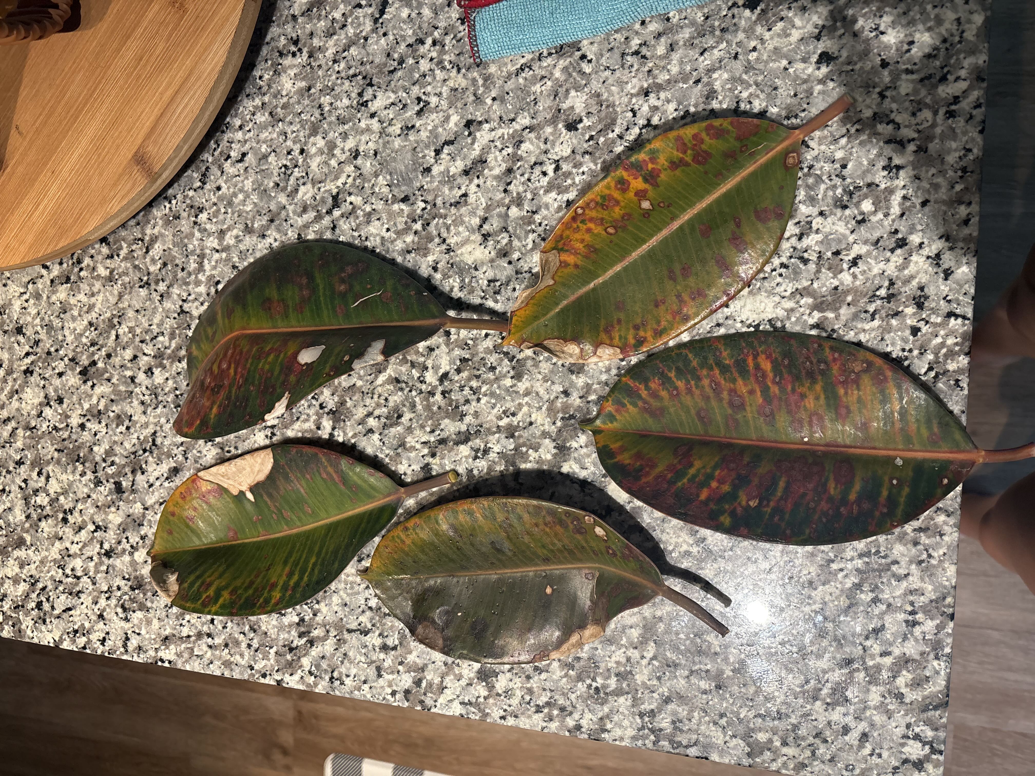 Ultimate Guide to Fixing Brown Spots on Rubber Tree 🩹