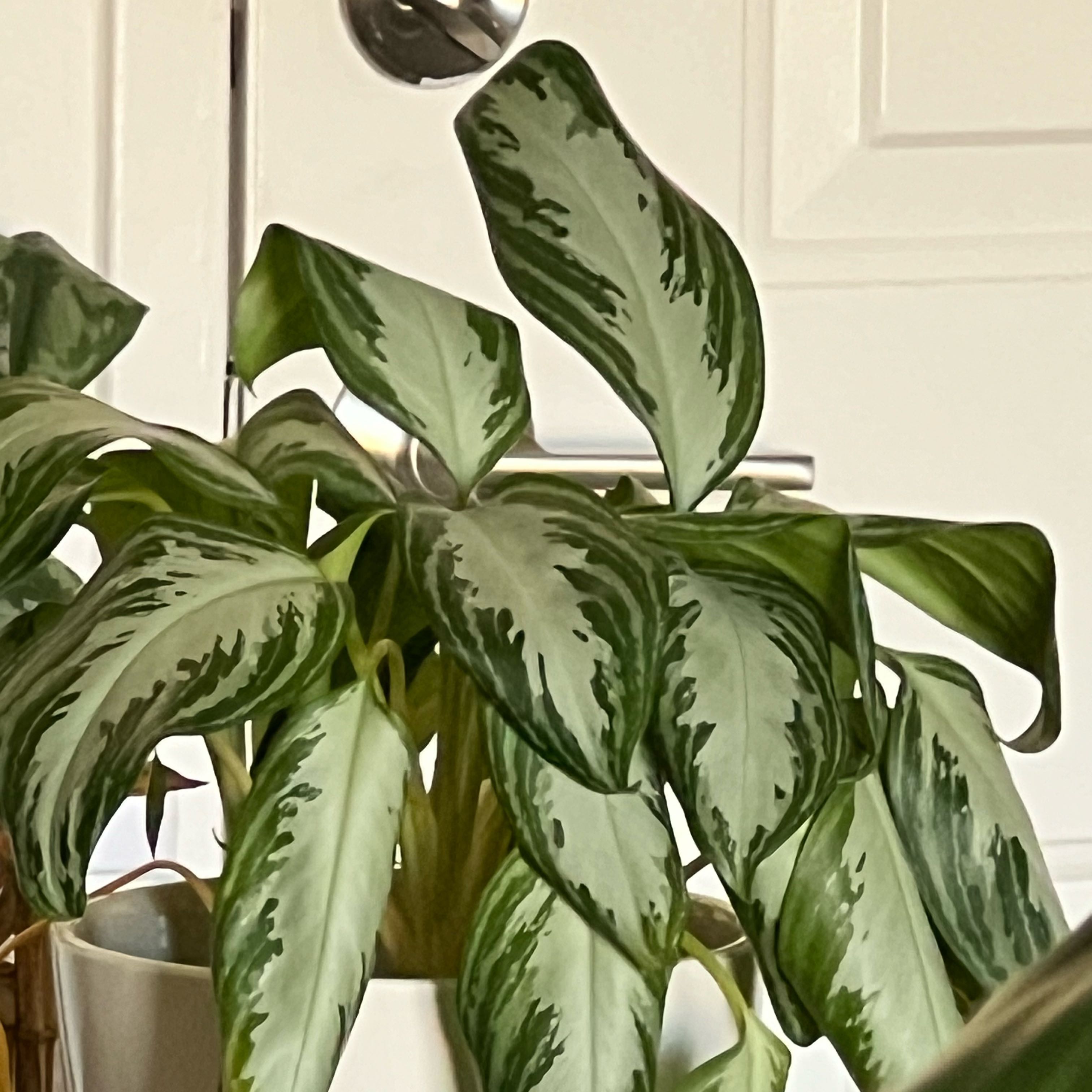 Emerson | A plant by @HipGermaniris on Greg