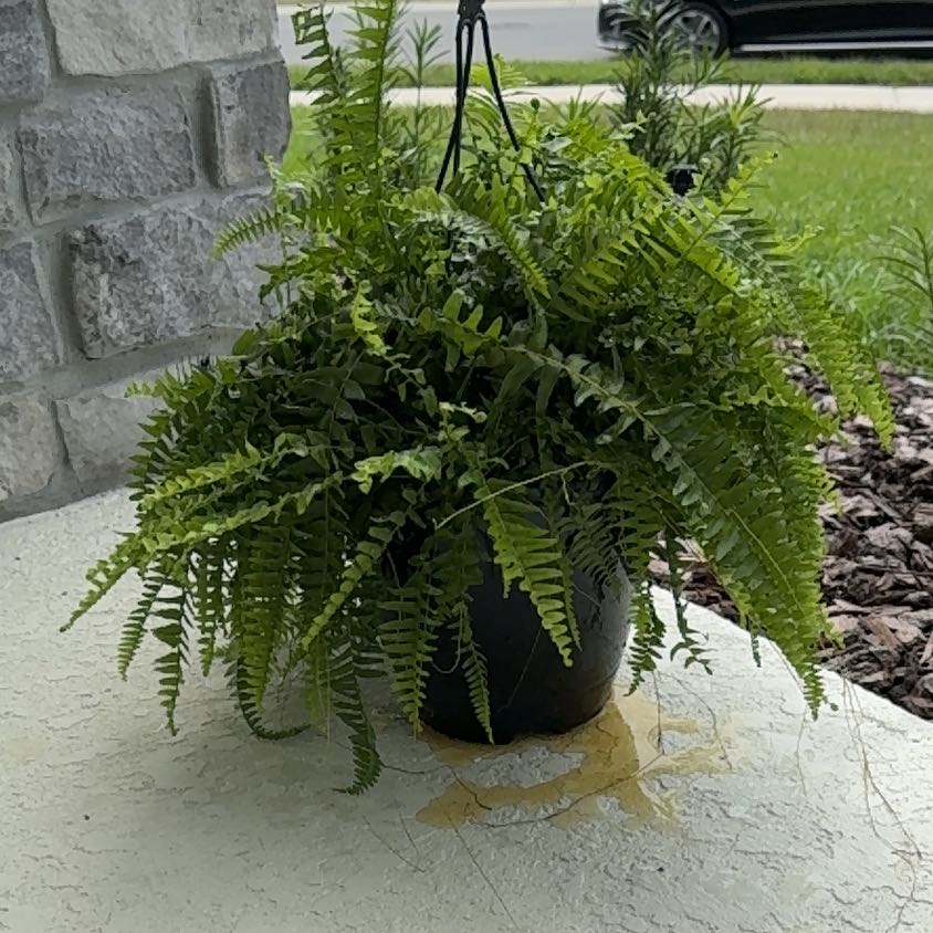 Captain Plant-it | A plant by @UntiringRedcap on Greg