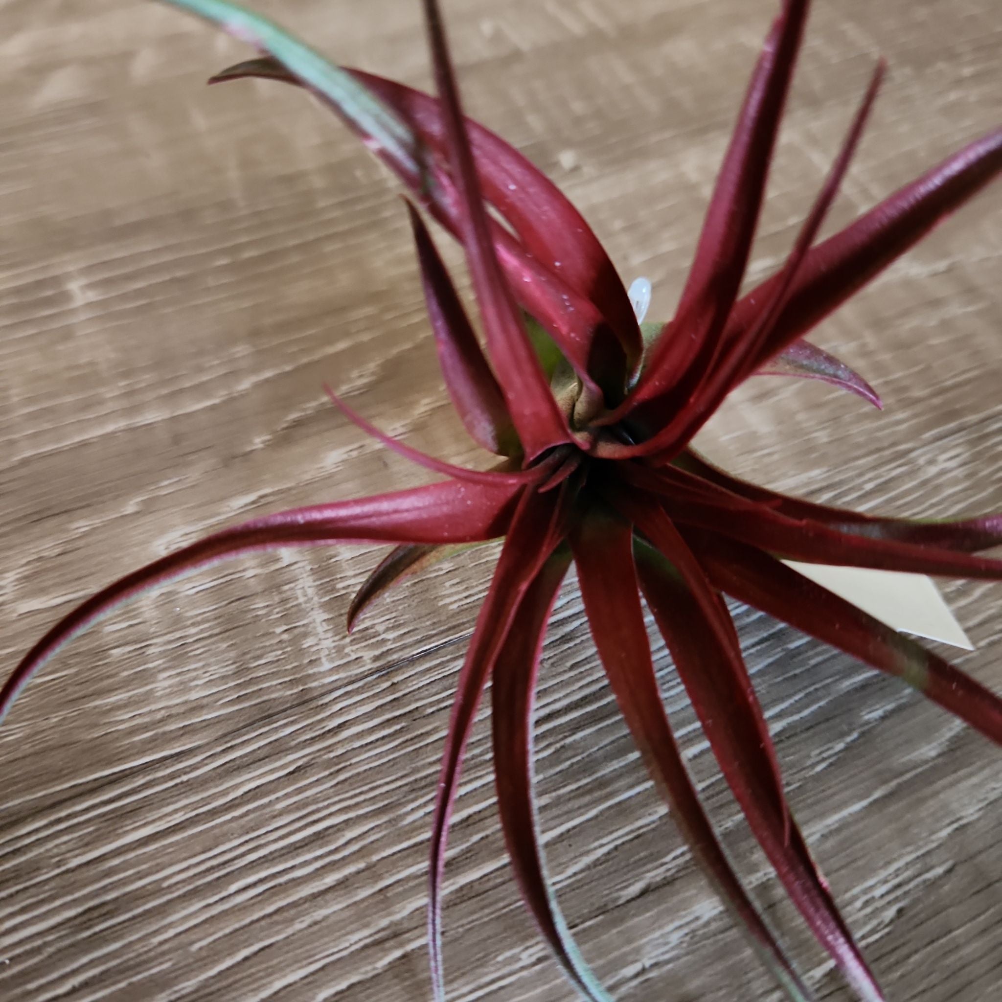 The Complete Red Tillandsia Air Plant Plant Care Guide: Water, Light ...