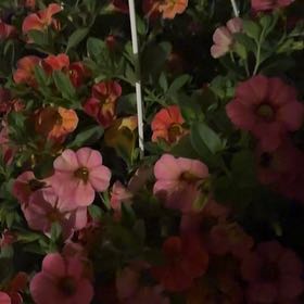 Tree Diddy | A plant by @StarFern on Greg