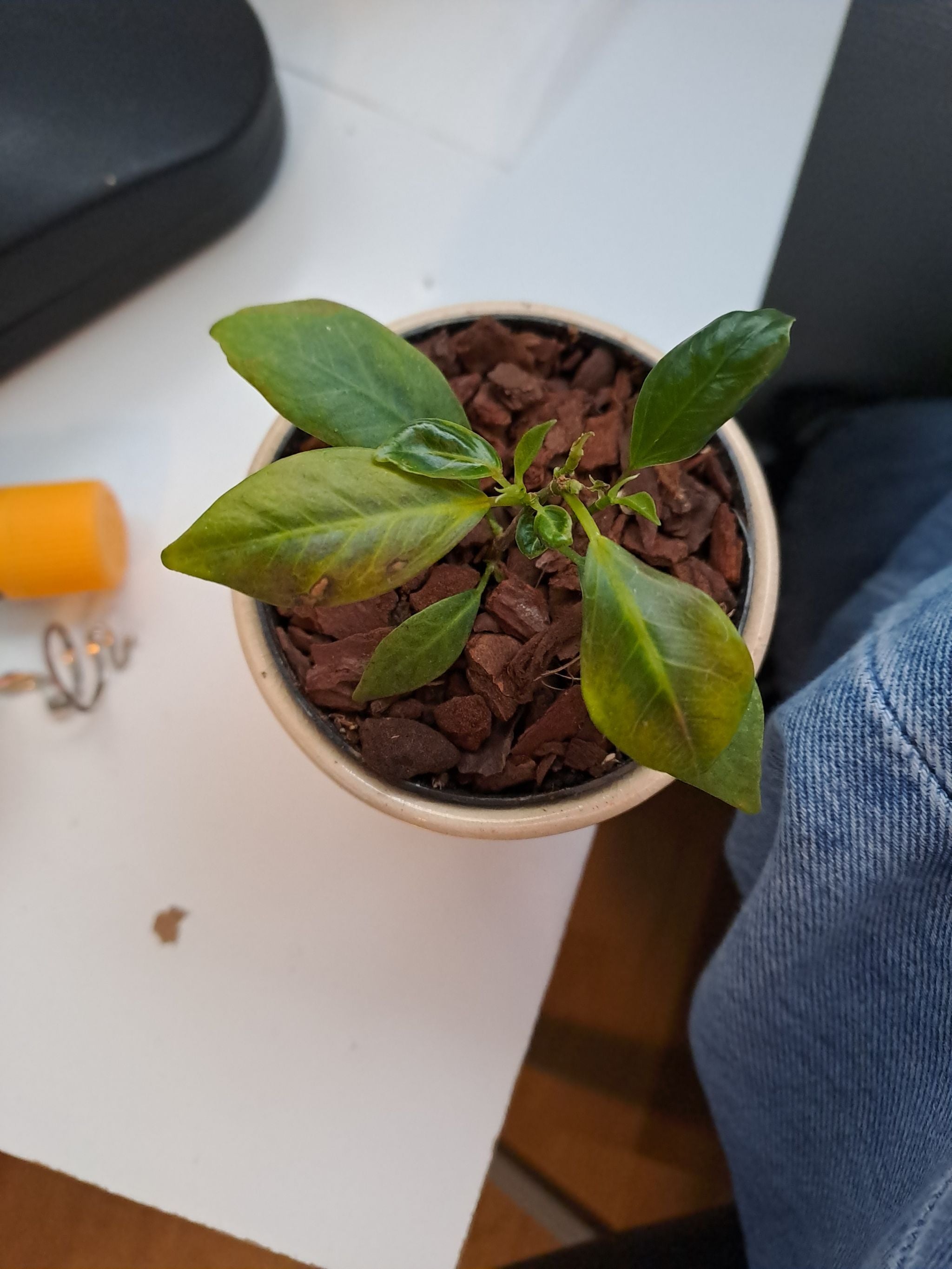 How Can You Tell If A Ficus benjamina 'Mini Lucie' Is Dying?