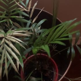 Gregarious | A plant by @BossSpanishelm on Greg