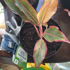 Stratus | A plant by @plantladykiki on Greg