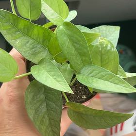 Cece | A plant by @plantladykiki on Greg