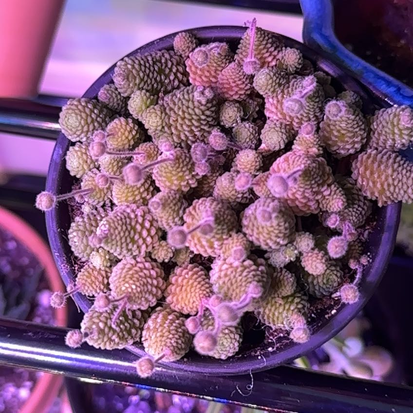 The Complete Monathes Plant Care Guide: Water, Light & Beyond