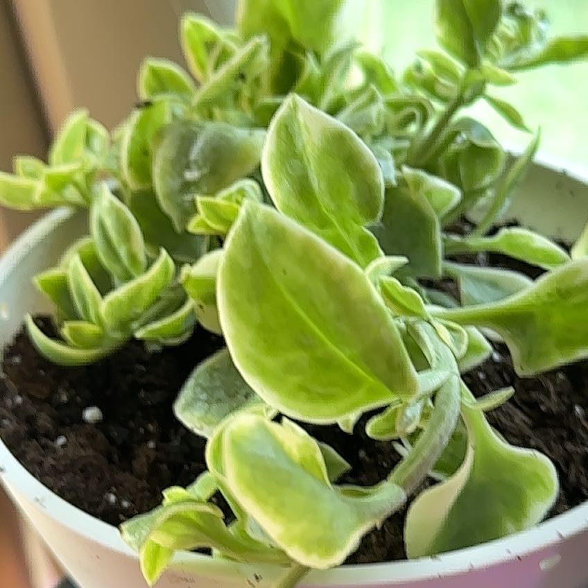 The Complete mezoo trailing red Plant Care Guide: Water, Light & Beyond