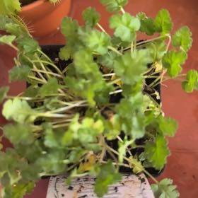 Erodium 'Roseum' Plant Care: Water, Light, Nutrients | Greg App 🌱