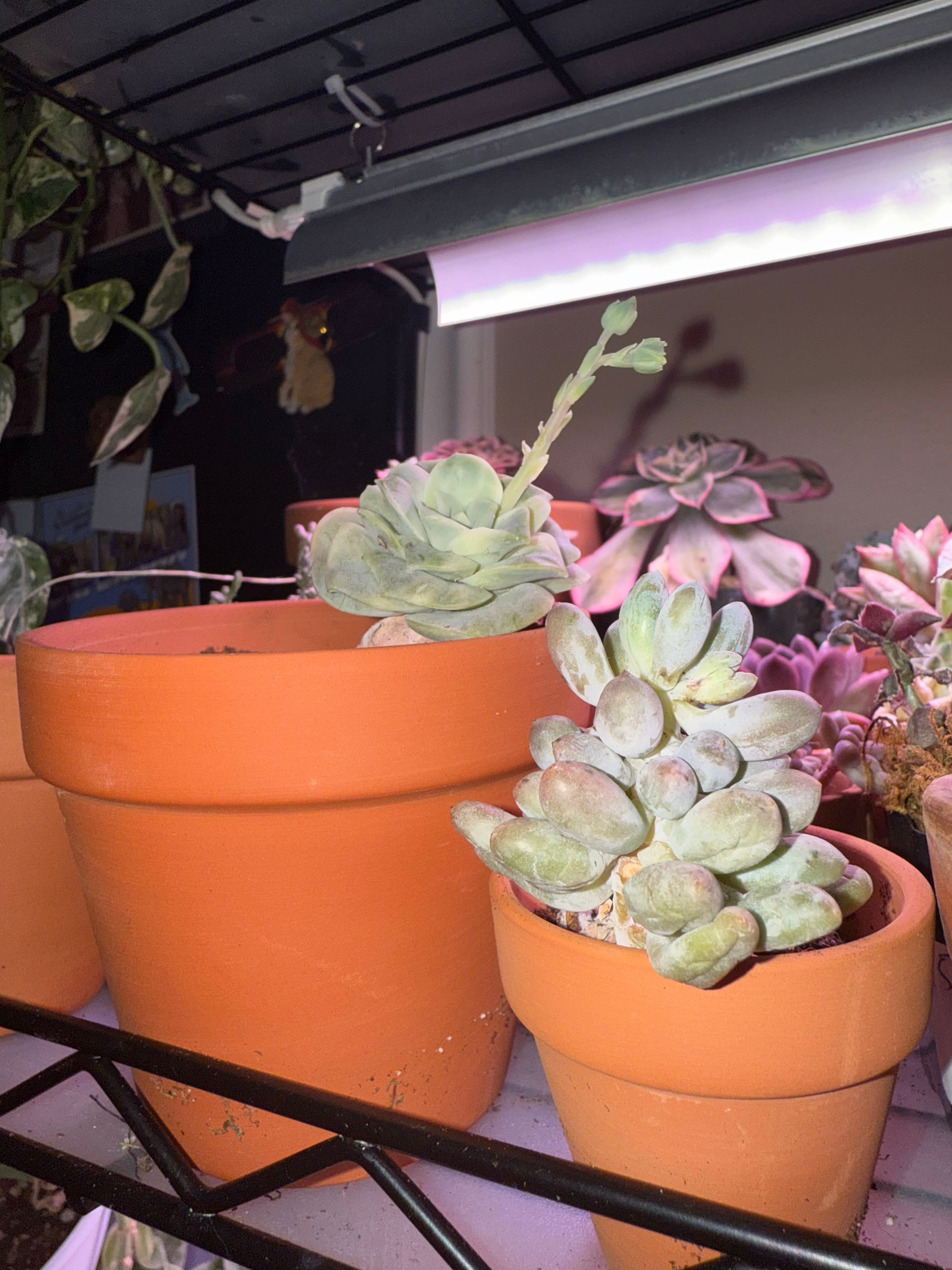 Graptoveria 'Francesca': How Much Water & Light Does it Need to Thrive?