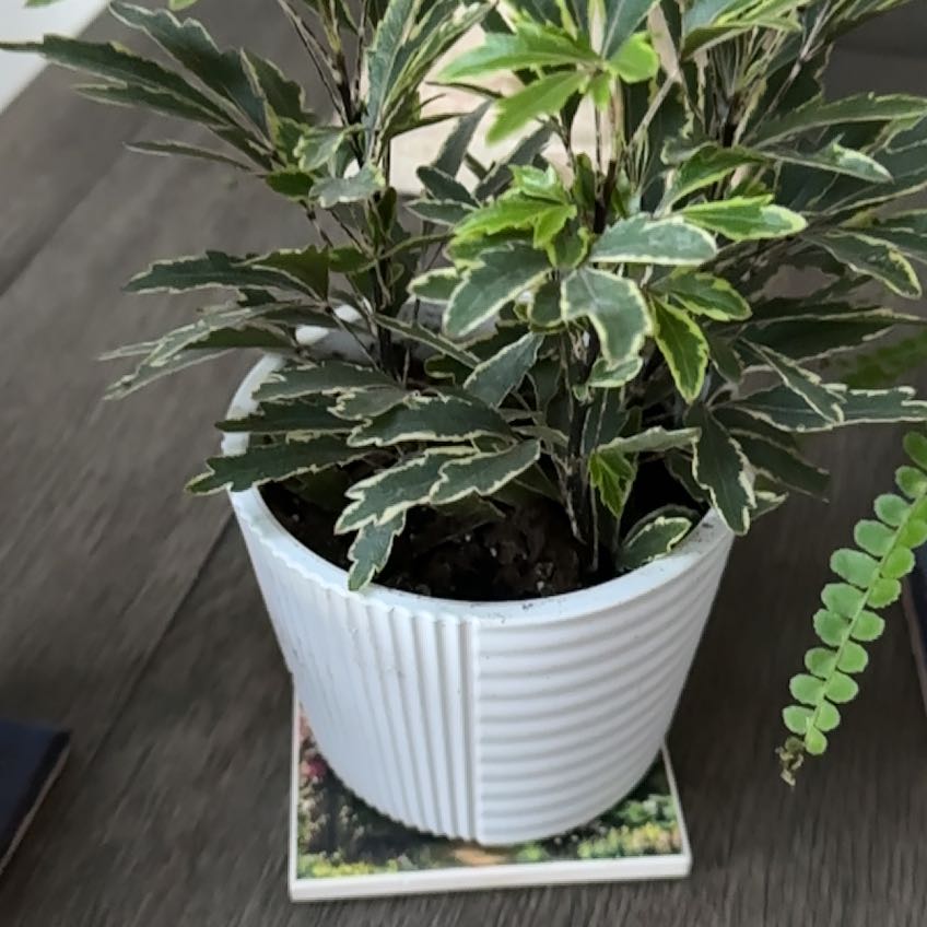 Naomi | A plant by @FamedBlackgrass on Greg