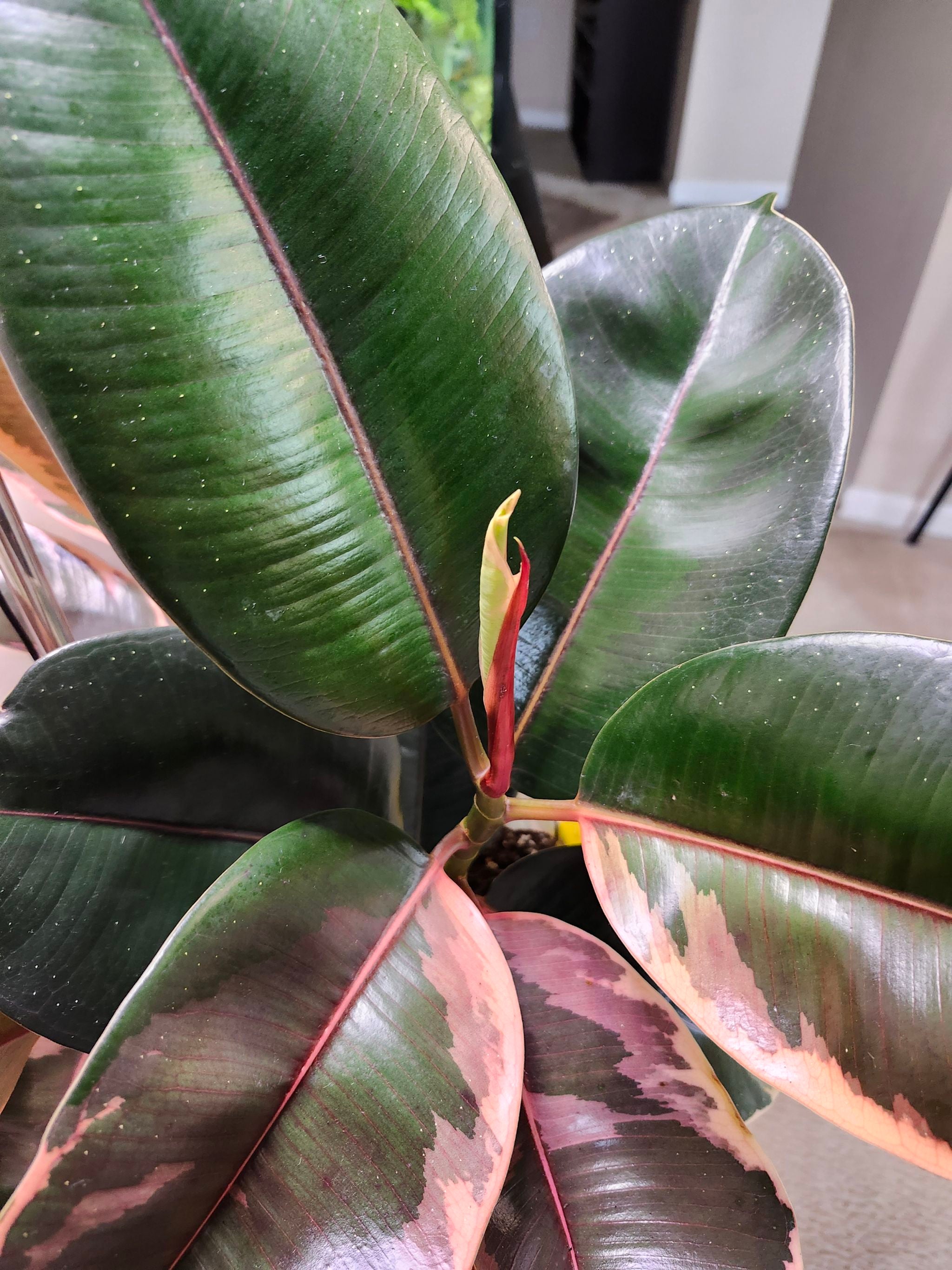 Ficus 'Ruby' Plant Care: Water, Light, Nutrients | Greg App 🌱