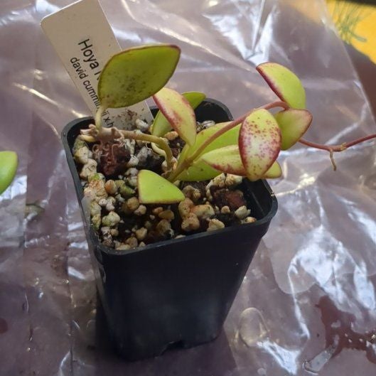 Hoya Noona Plant Care: Water, Light, Nutrients | Greg App 🌱