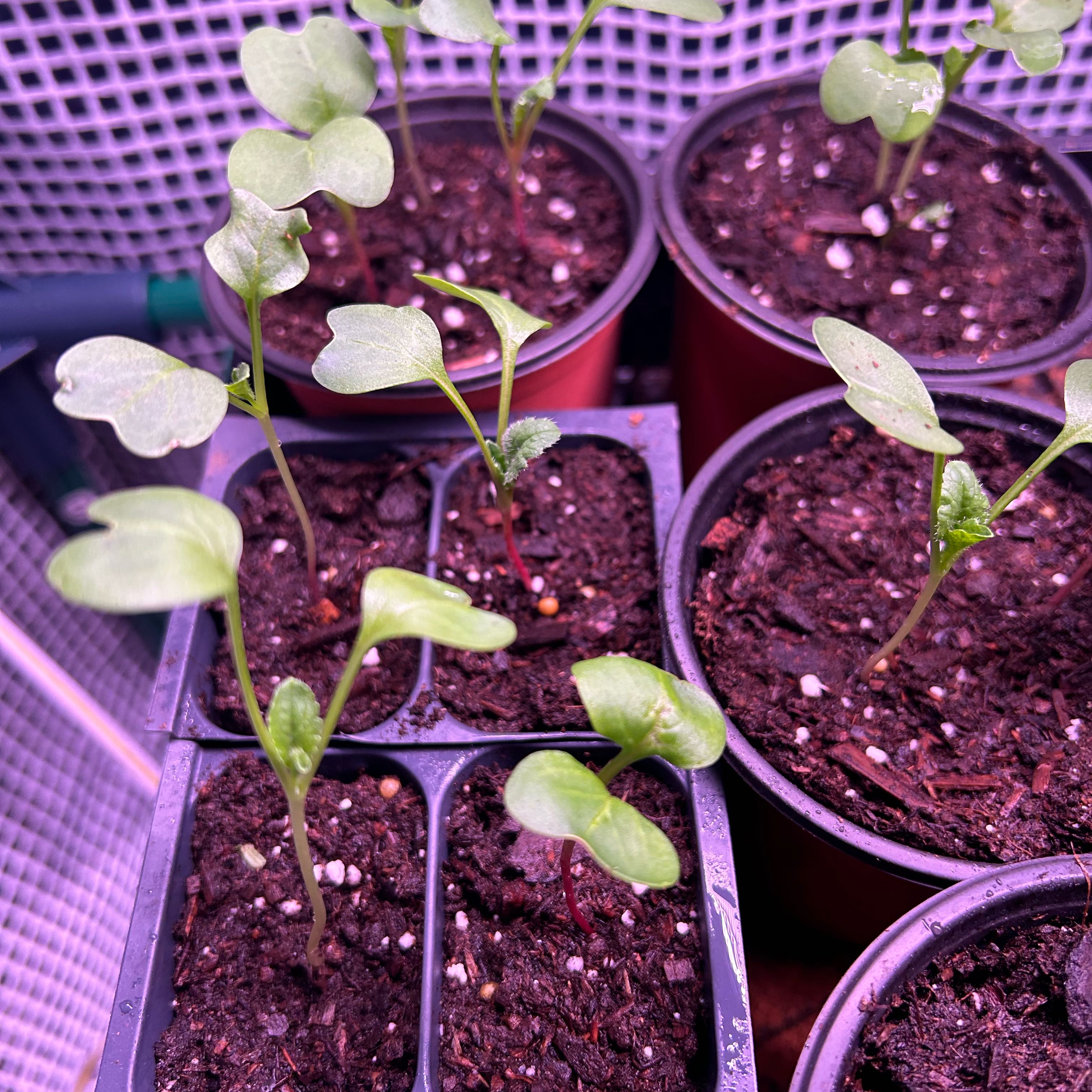 Fertilizing My Radish to Double Its Growth