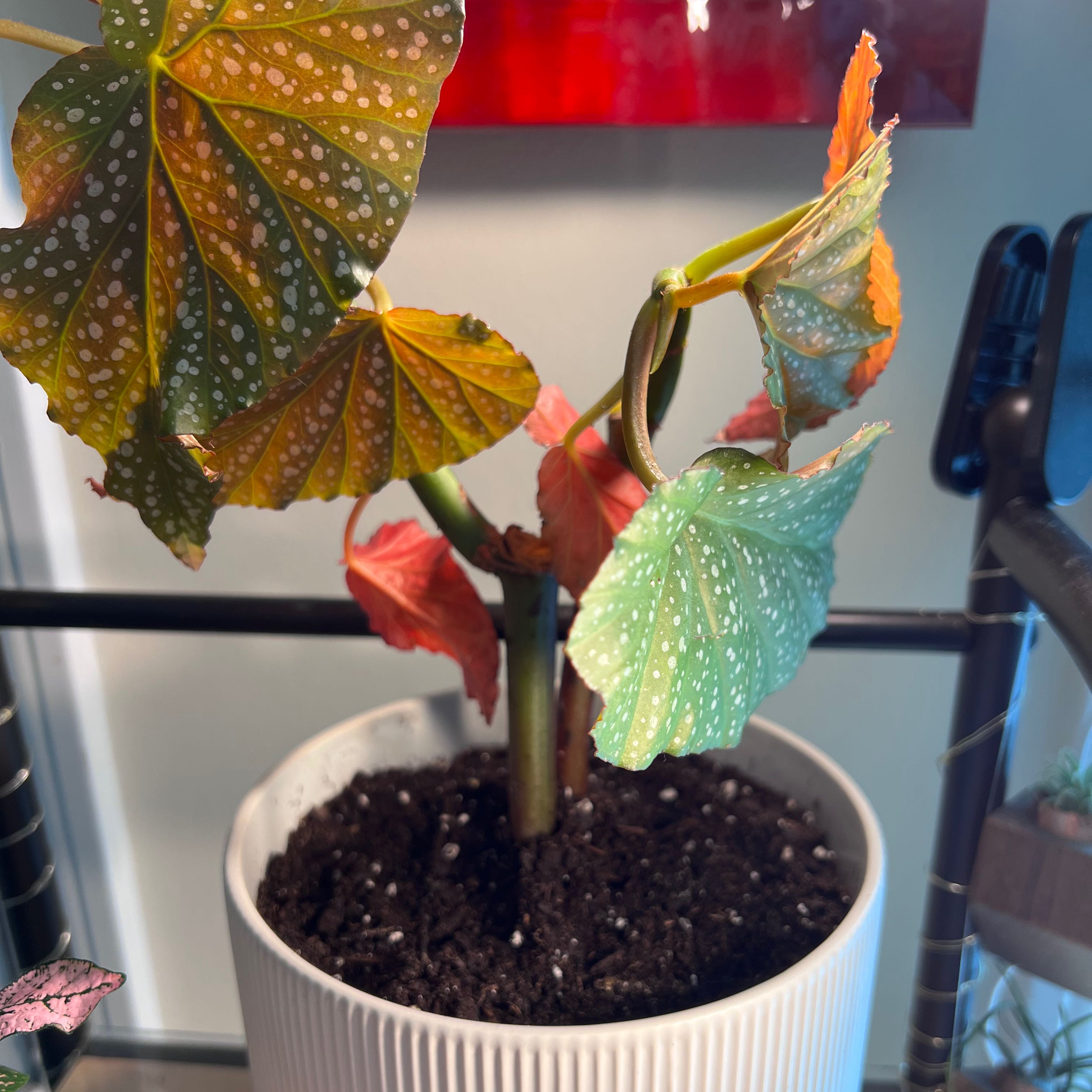 How Do I Cure Angel Wing Begonia Root Rot?