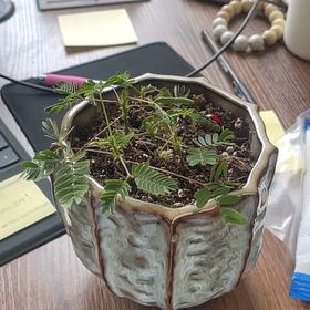 Toby | A plant by @HolyBonsaitree on Greg