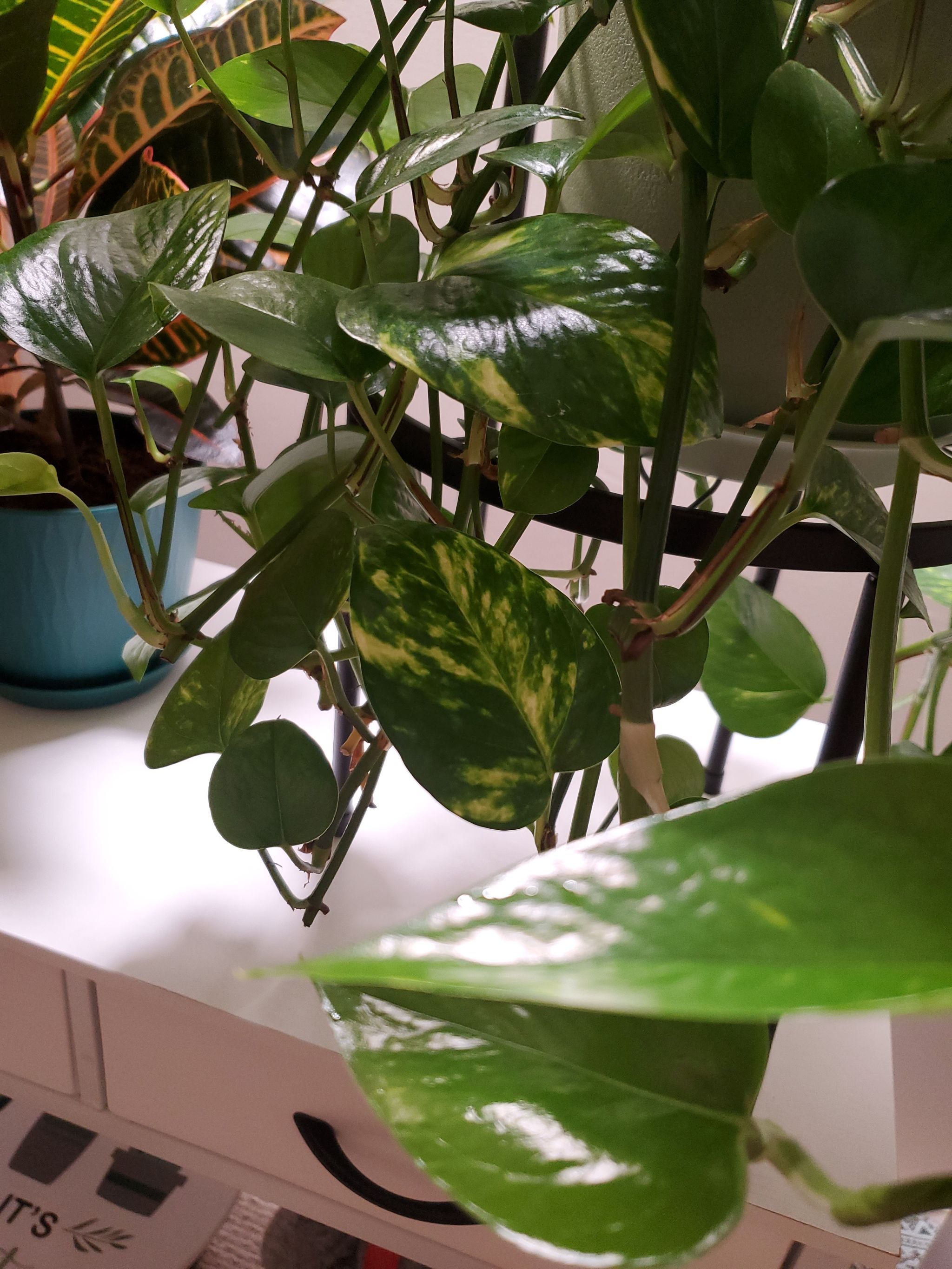 Bald headed golden pothos and I’m tagging random people