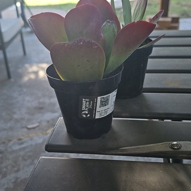 Nemo | A plant by @TryRedcardinal on Greg