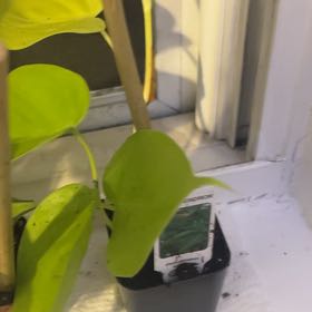 Hemingway | A plant by @FlawlessTeatree on Greg