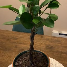 Ficus Malcome Twist Care 101: Water, Light & Growing Tips