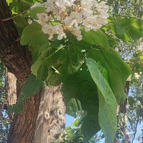 Catalpa Plant Care: Water, Light, Nutrients | Greg App 🌱