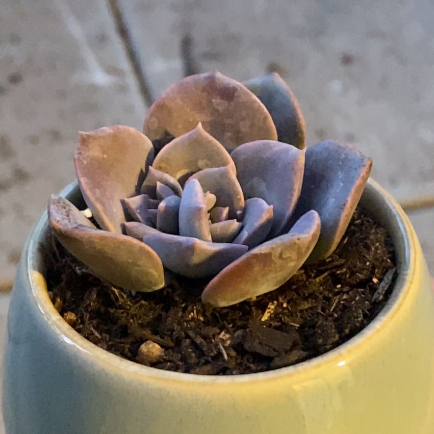 Graptoveria 'Francesca' Care 101: Water, Light & Growing Tips
