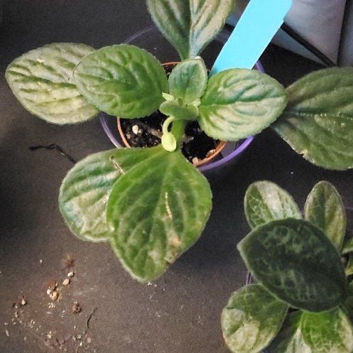 The Complete Asian Violet Summer Song Plant Care Guide: Water, Light ...