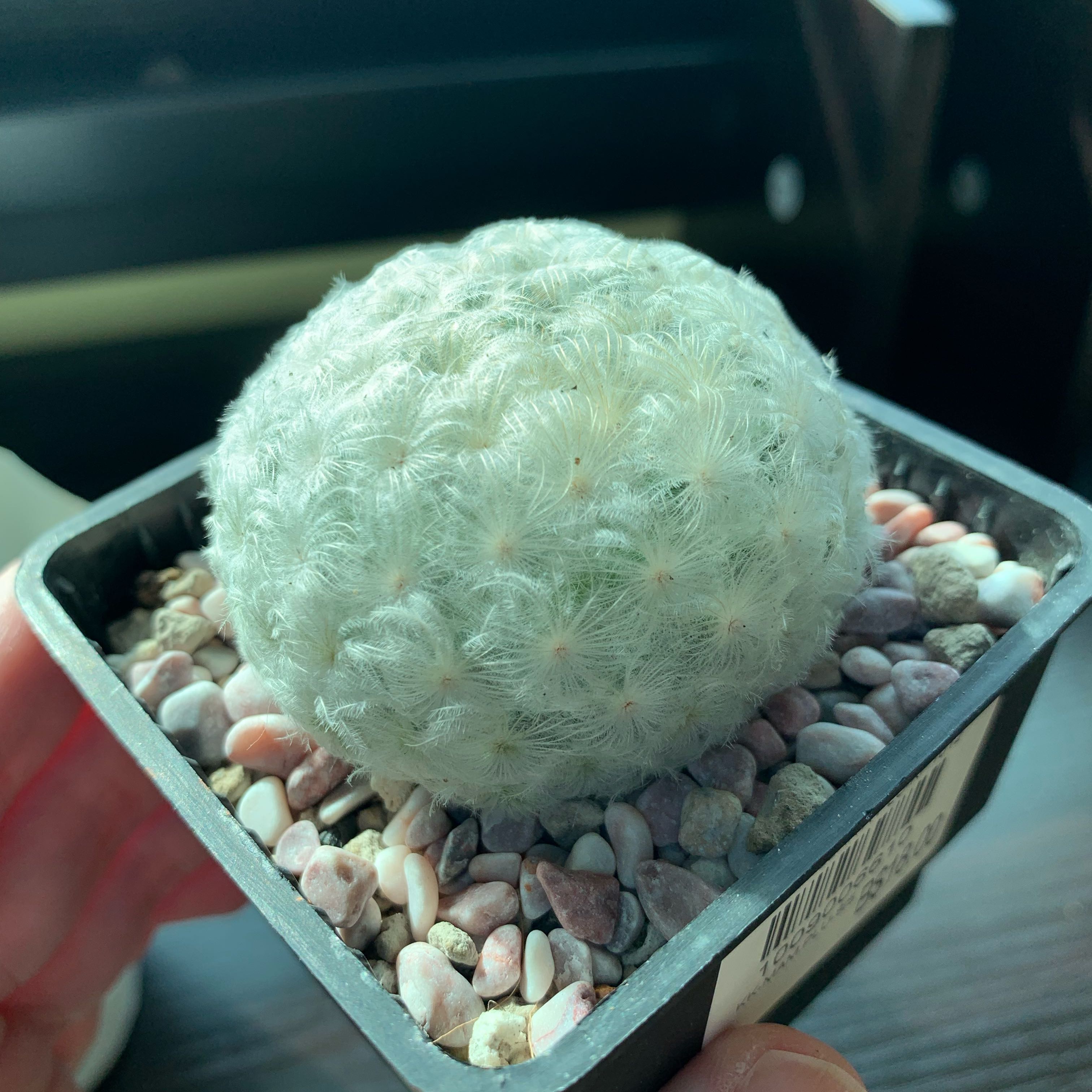 golf ball cactus Plant Care: Water, Light, Nutrients | Greg App 🌱