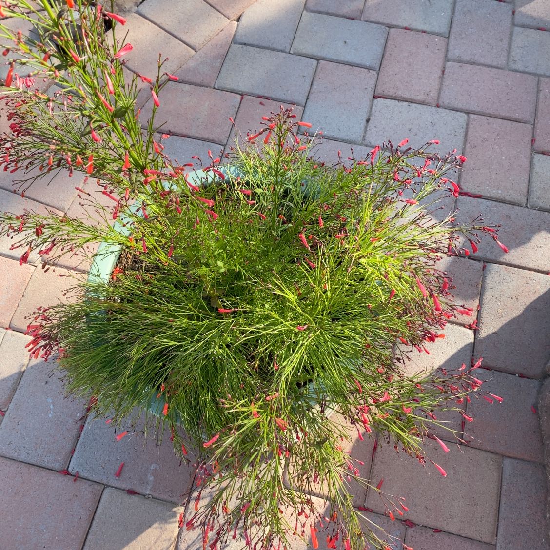 🧨 What Are The Bugs on My Firecracker Plant?