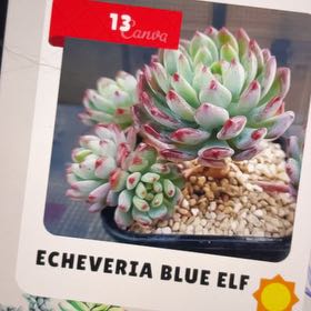 The Complete Blue Elf Plant Care Guide: Water, Light & Beyond