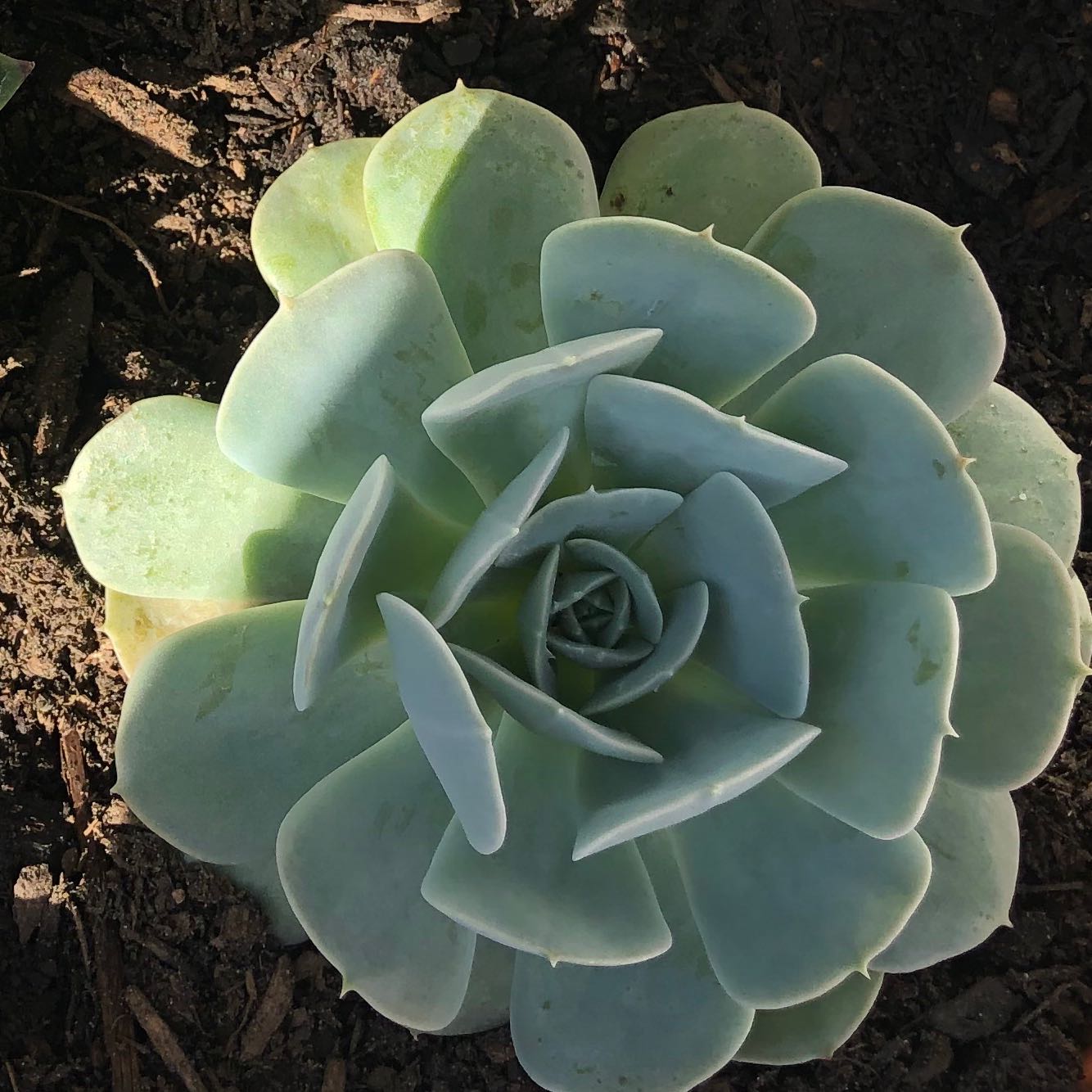 Kalr | A plant by @jeriandtoren on Greg