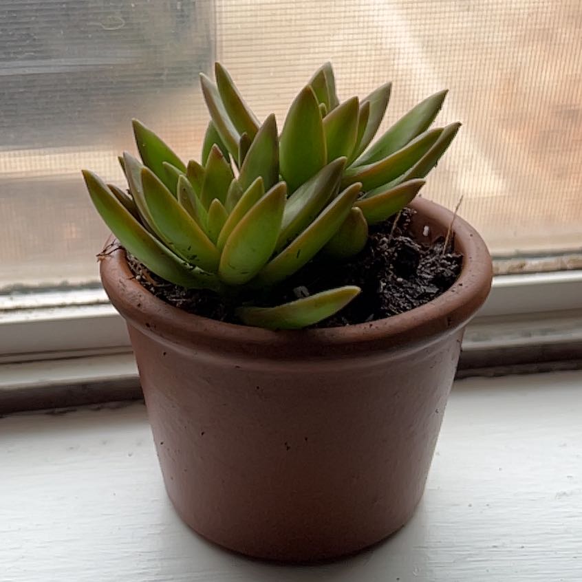 Captain Plant-it | A plant by @SpiffyPipevine on Greg