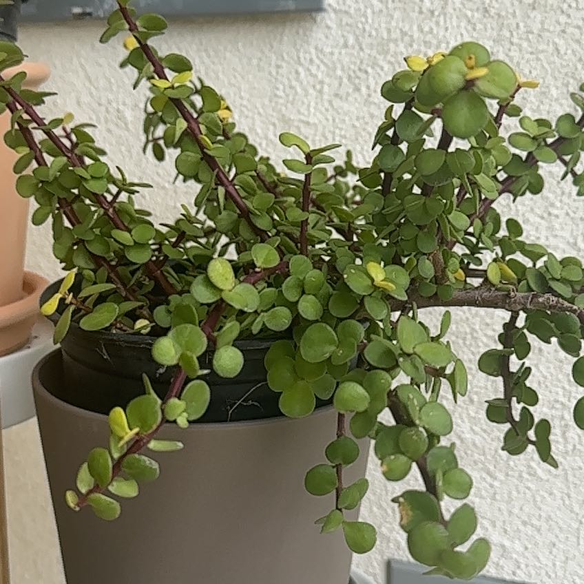 Zeus | A plant by @SmartAndeansage on Greg