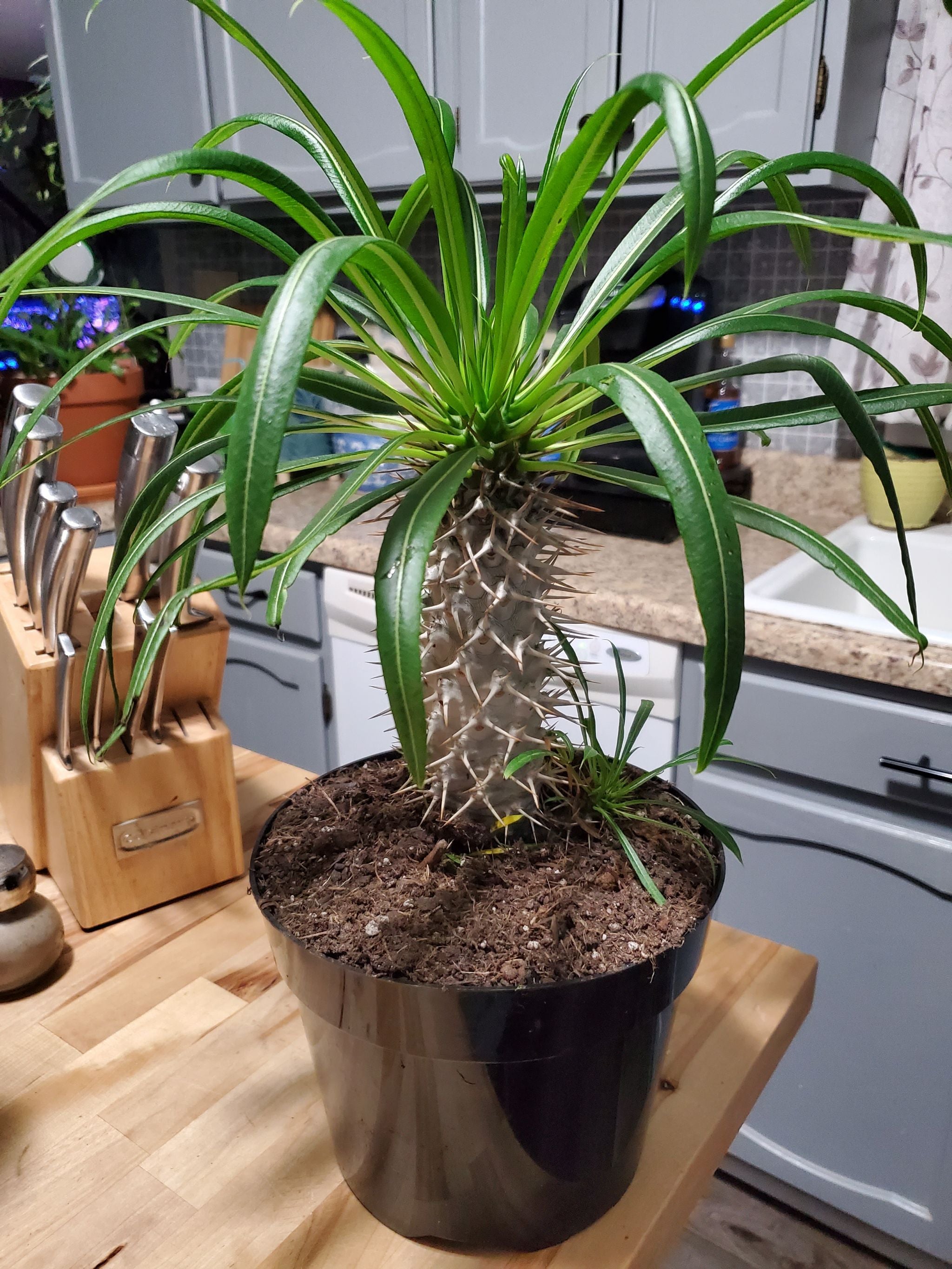 🌴 Everything You Need to Know About Crested Madagascar Palm