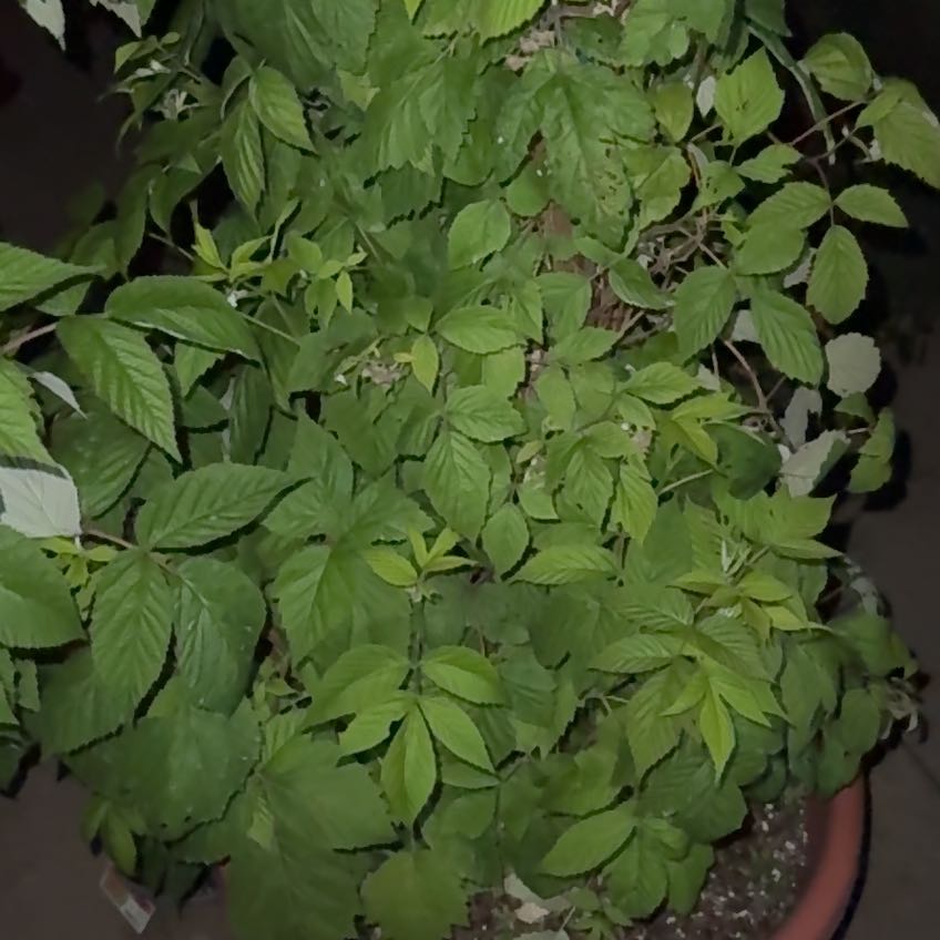 Rocky Mountain Raspberry Plant Care: Water, Light, Nutrients | Greg App 🌱