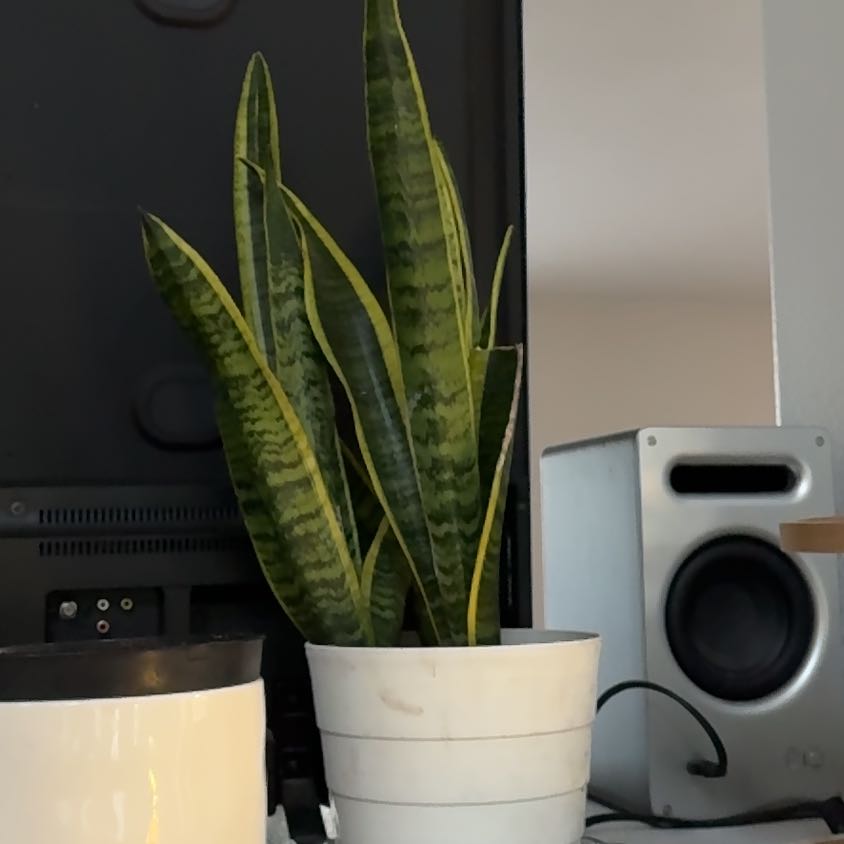 💧 Why Are My Jaboa Snake Plant Leaves Mushy?