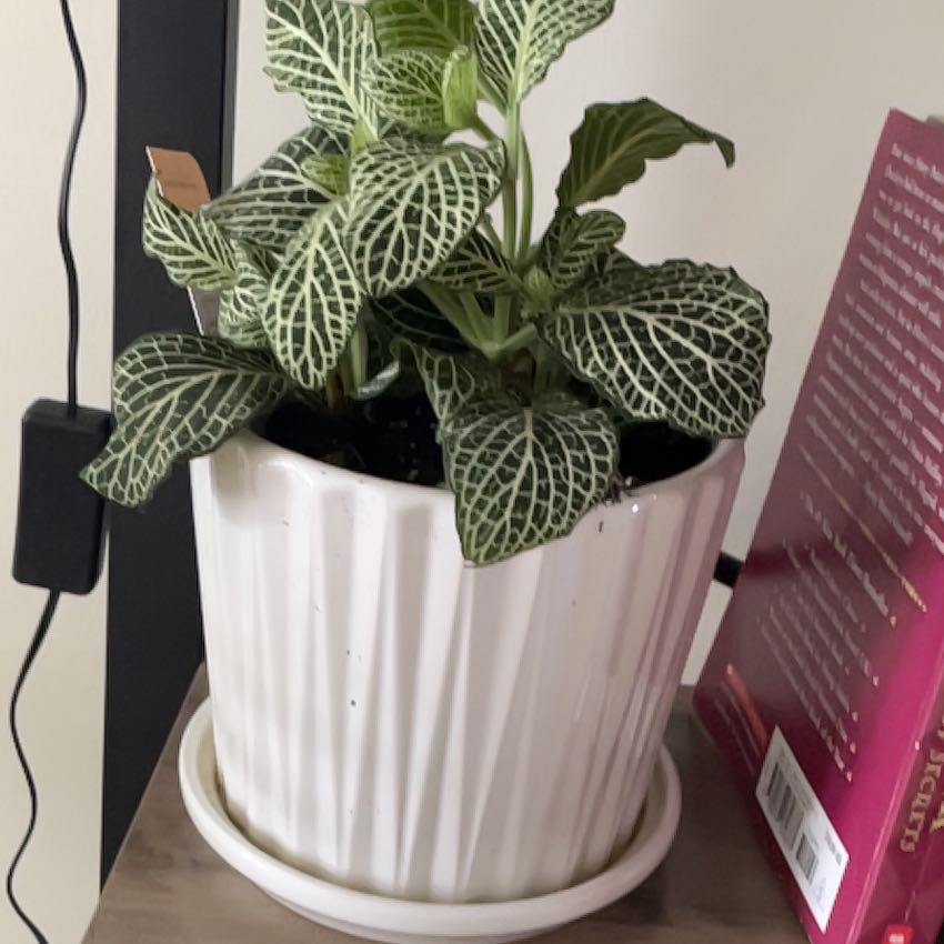 Nemo | A plant by @emily521 on Greg